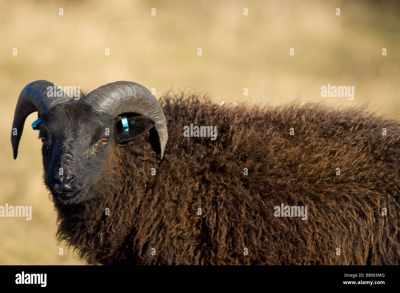 Hebridean sheep hi-res stock photography and images - Alamy