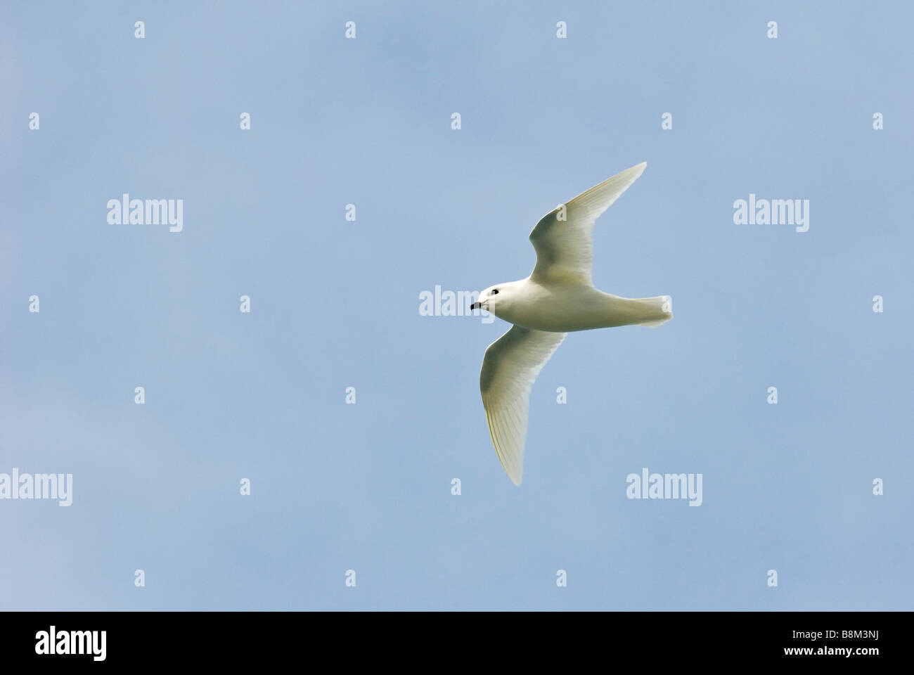 Snow petrel (Pagodroma nivea) in flight, Ross Sea, Antarctica Stock ...