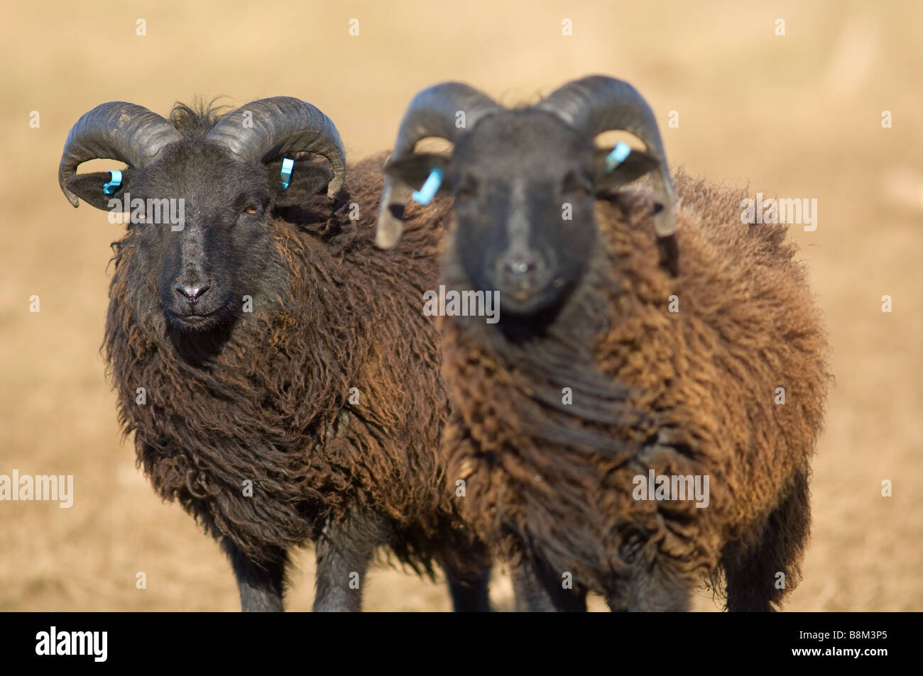 Male, Ram or Buck Hebridean sheep Stock Photo - Alamy