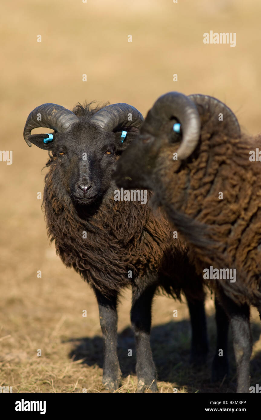 Male, Ram or Buck Hebridean sheep Stock Photo - Alamy