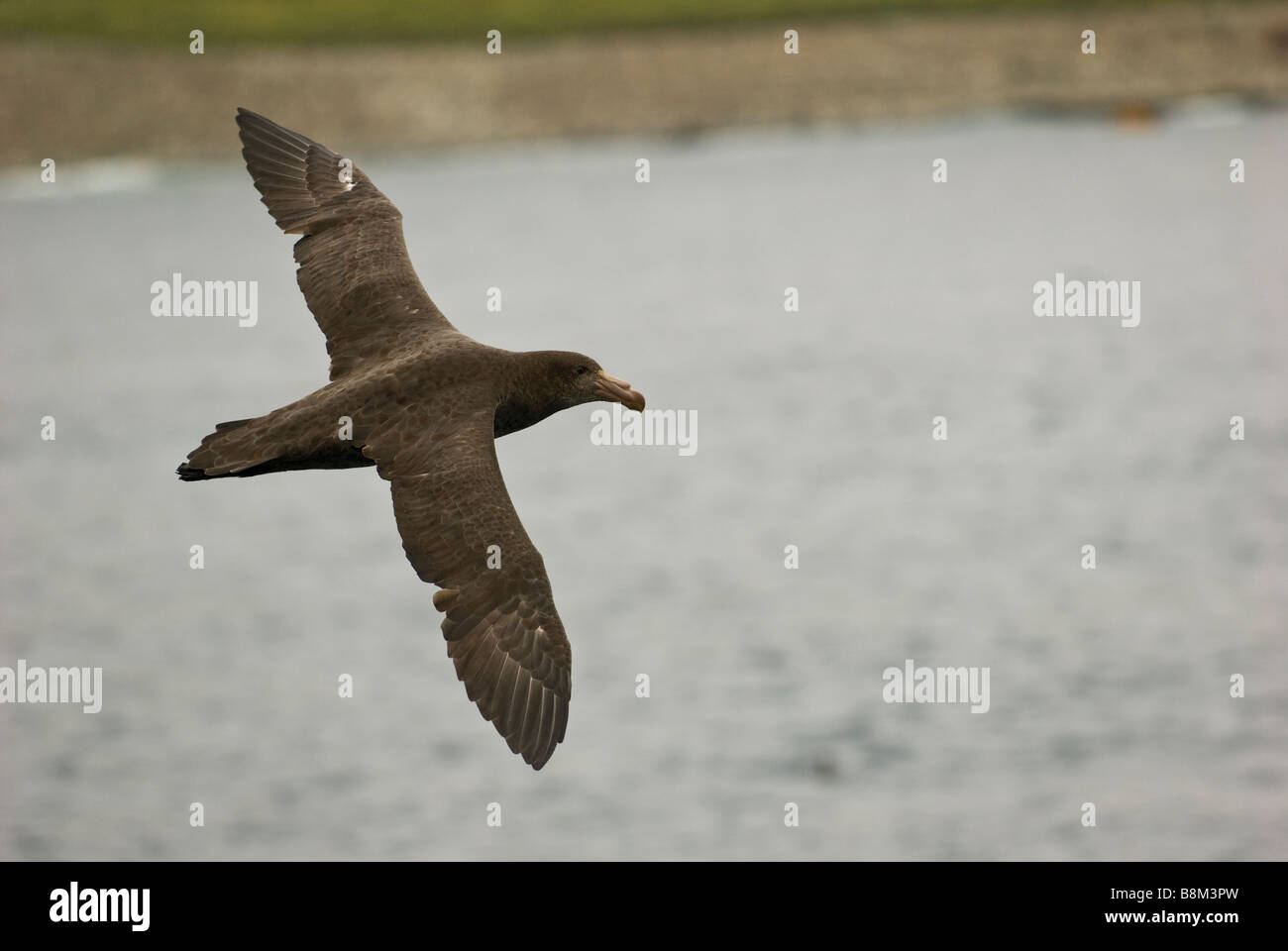 Northern giant petrel (Macronectes halli) Lusitania Bay, Macquarie ...