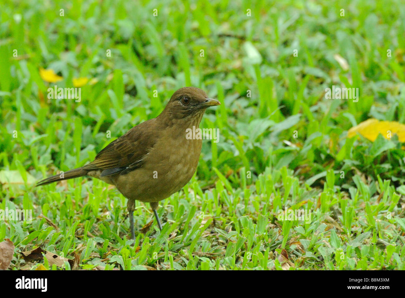 Clay Coloured Robin Stock Photo - Alamy