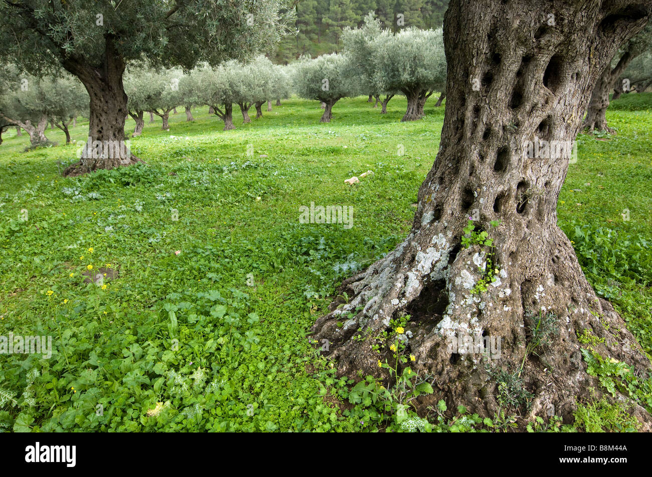 Olive Trees Plantation in Biria Forest Stock Photo - Alamy