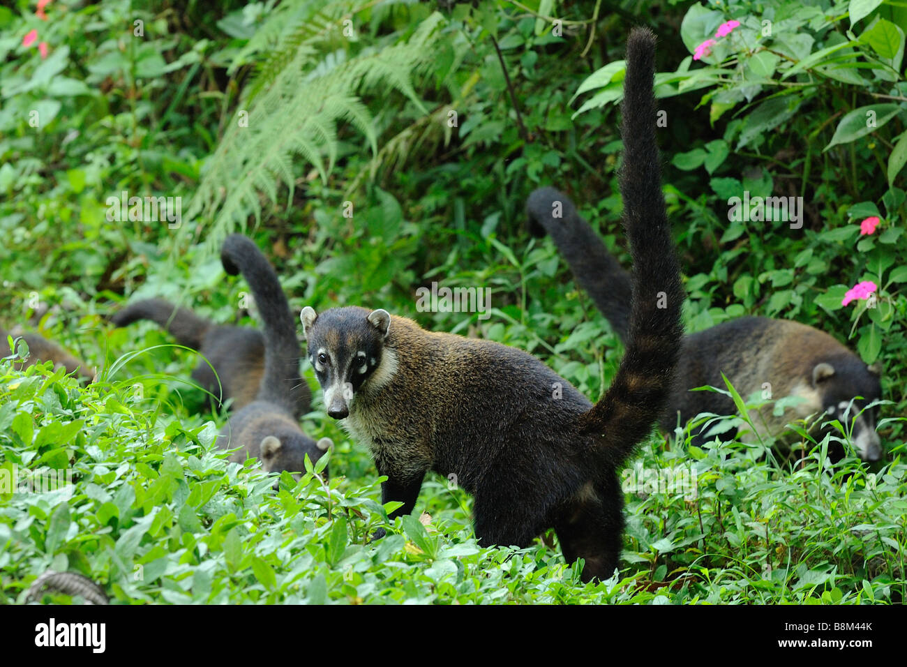 White nosed coati nasua narica group hi-res stock photography and ...