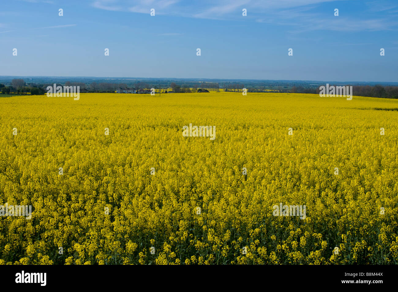 Oil seed rape field Stock Photo - Alamy