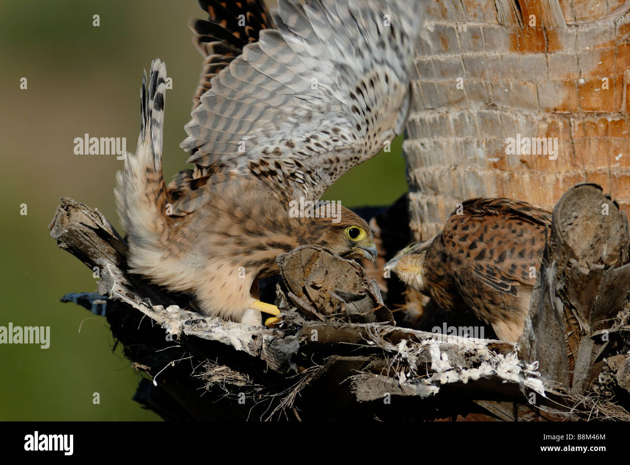 Kestrel chicks feeding in nest Stock Photo - Alamy