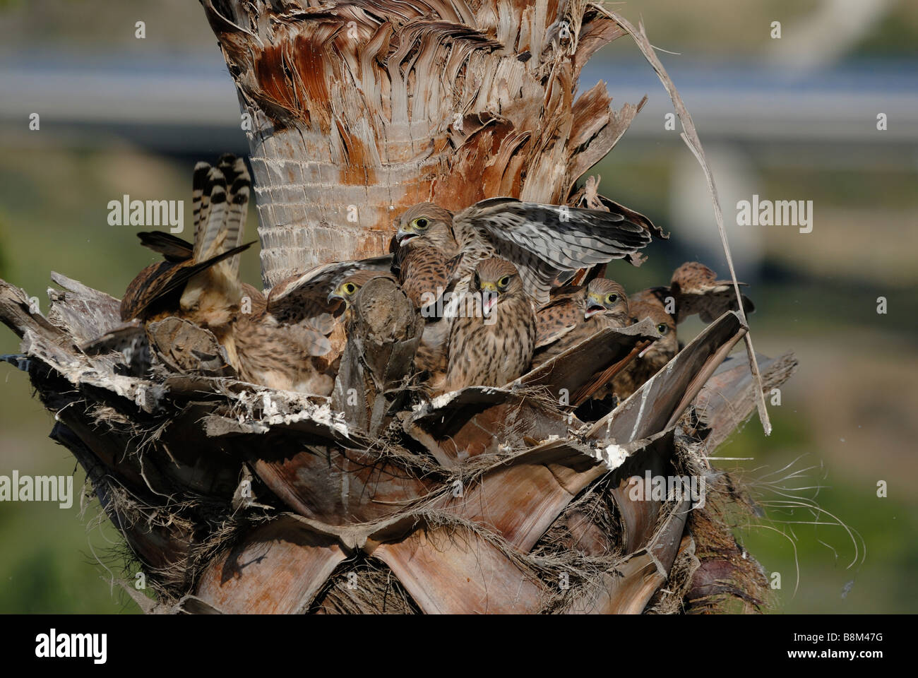 With six chicks hi-res stock photography and images - Alamy
