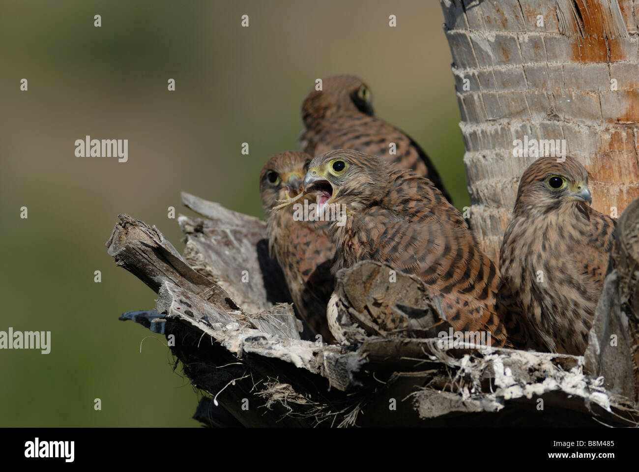 Kestrel chicks in nest feeding Stock Photo - Alamy