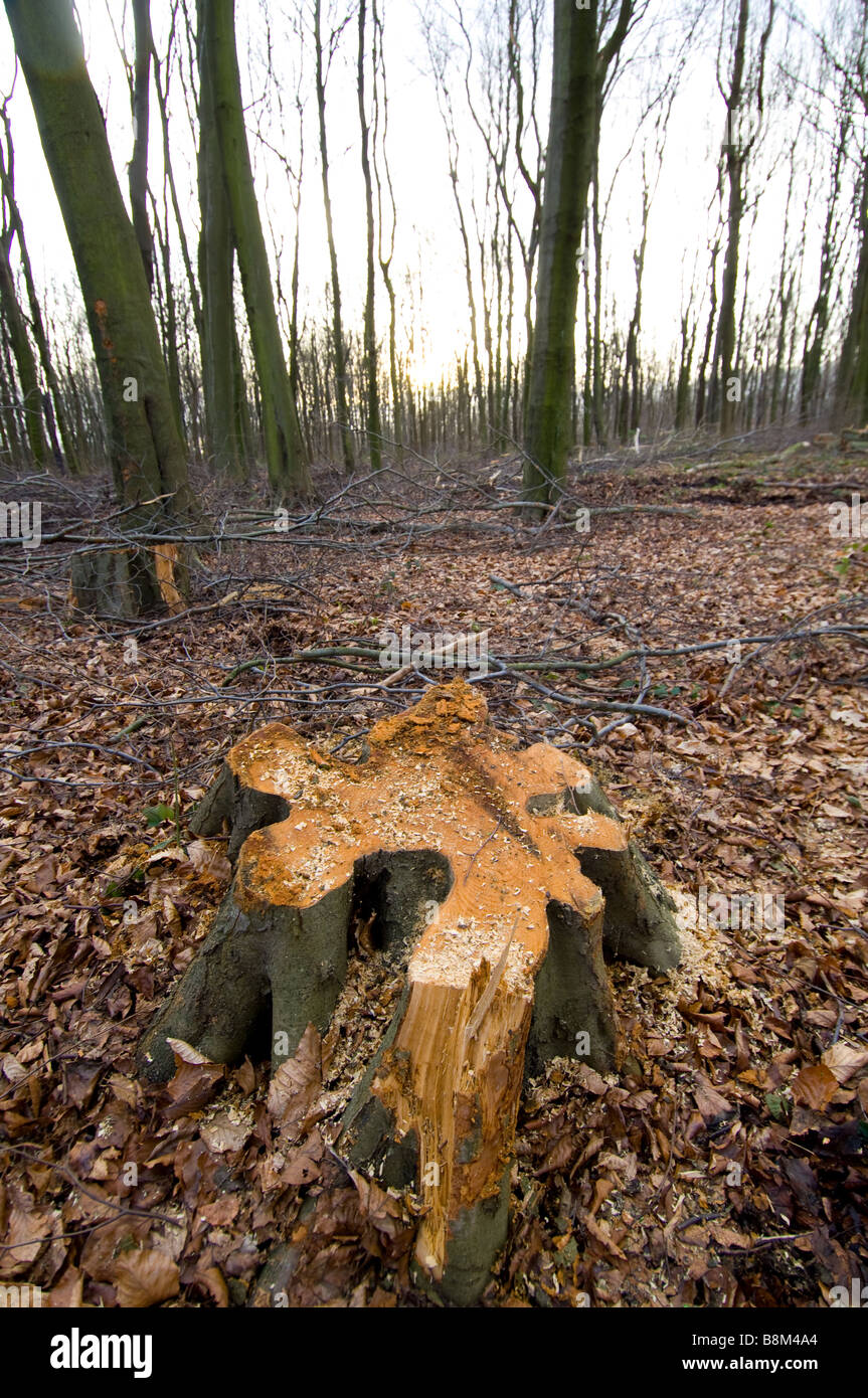 Felled beech trees hi-res stock photography and images - Alamy