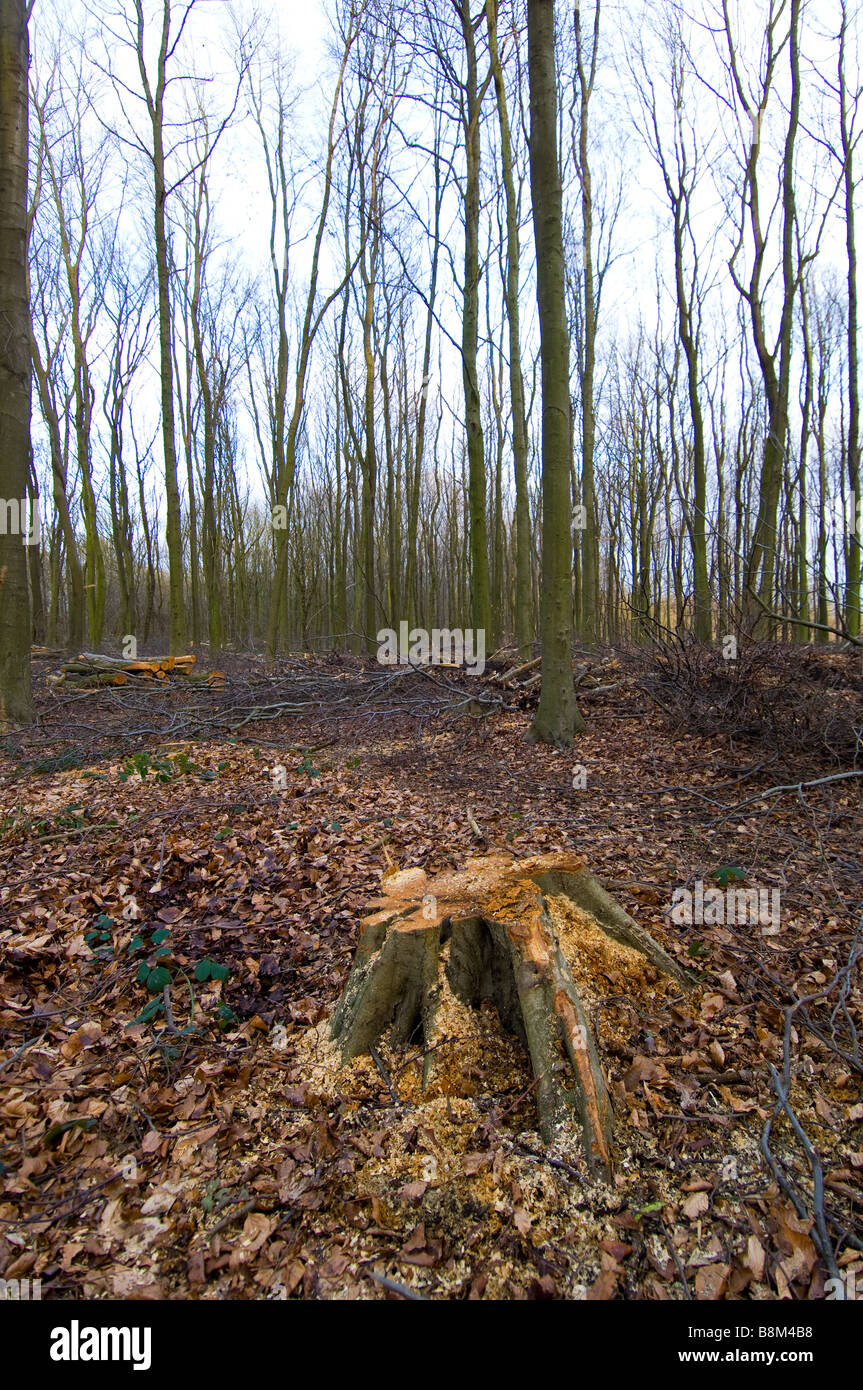Remaining stump of a felled Beech tree Stock Photo - Alamy
