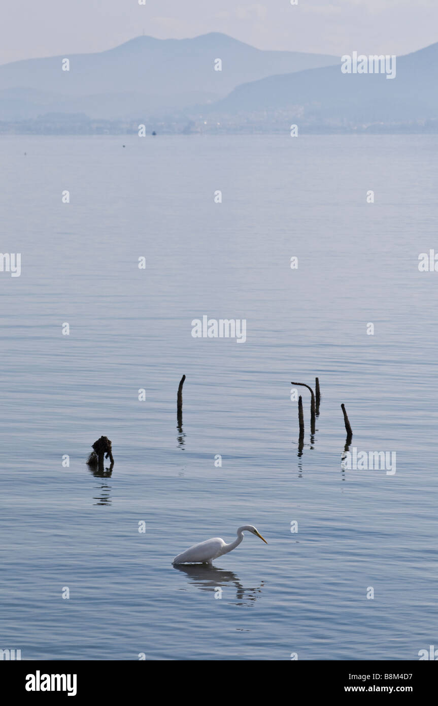 Greece wildlife hi-res stock photography and images - Alamy