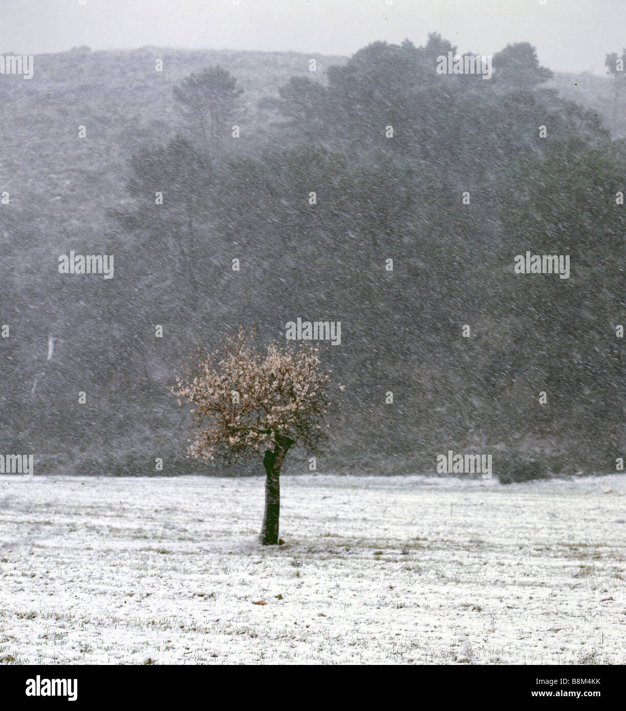 snow over open field Stock Photo - Alamy