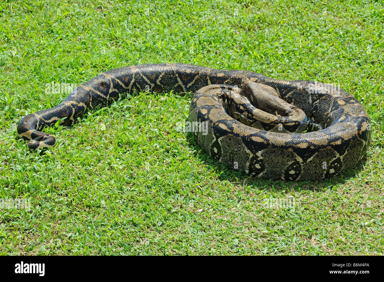 Boa constrictor hi-res stock photography and images - Alamy