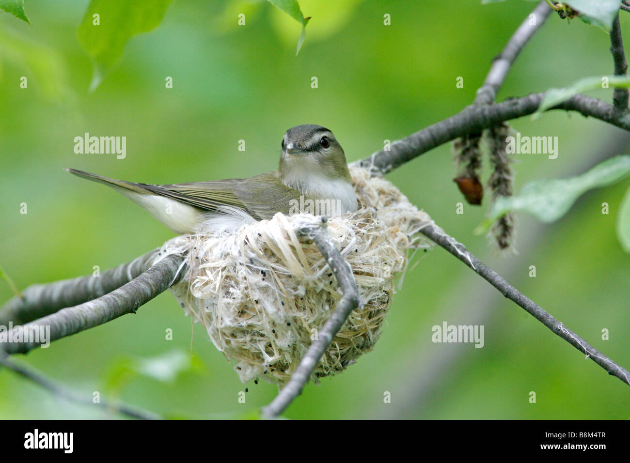 Red eyed Vireo on Nest Stock Photo - Alamy