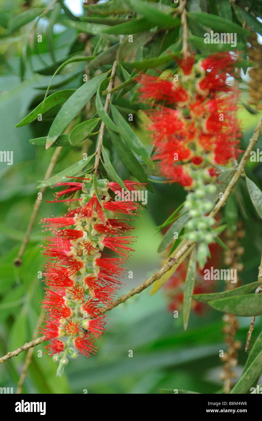 Abroad flower hi-res stock photography and images - Alamy