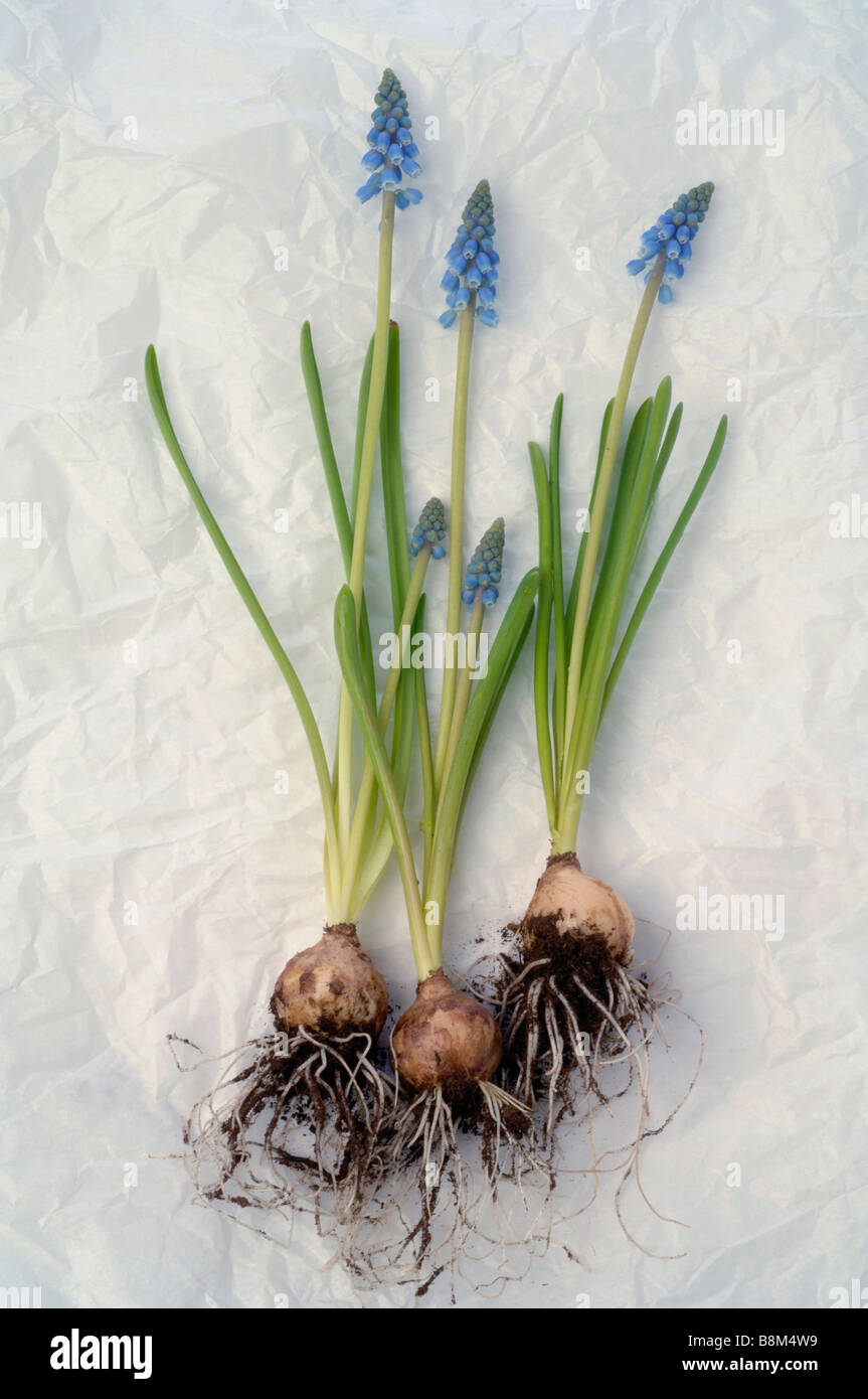 grape hyacinths with bulb Stock Photo - Alamy