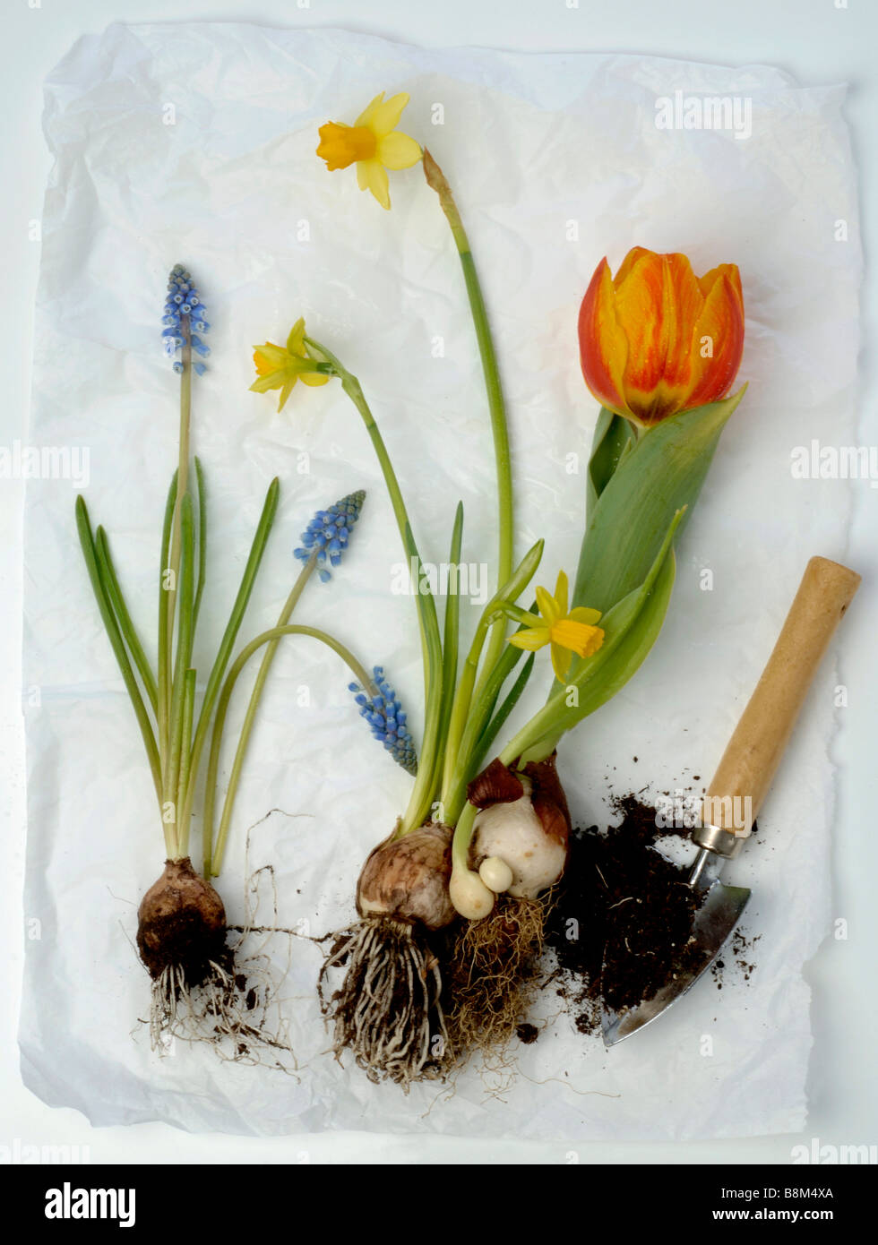Narcissus bulb flowers roots hi-res stock photography and images - Alamy