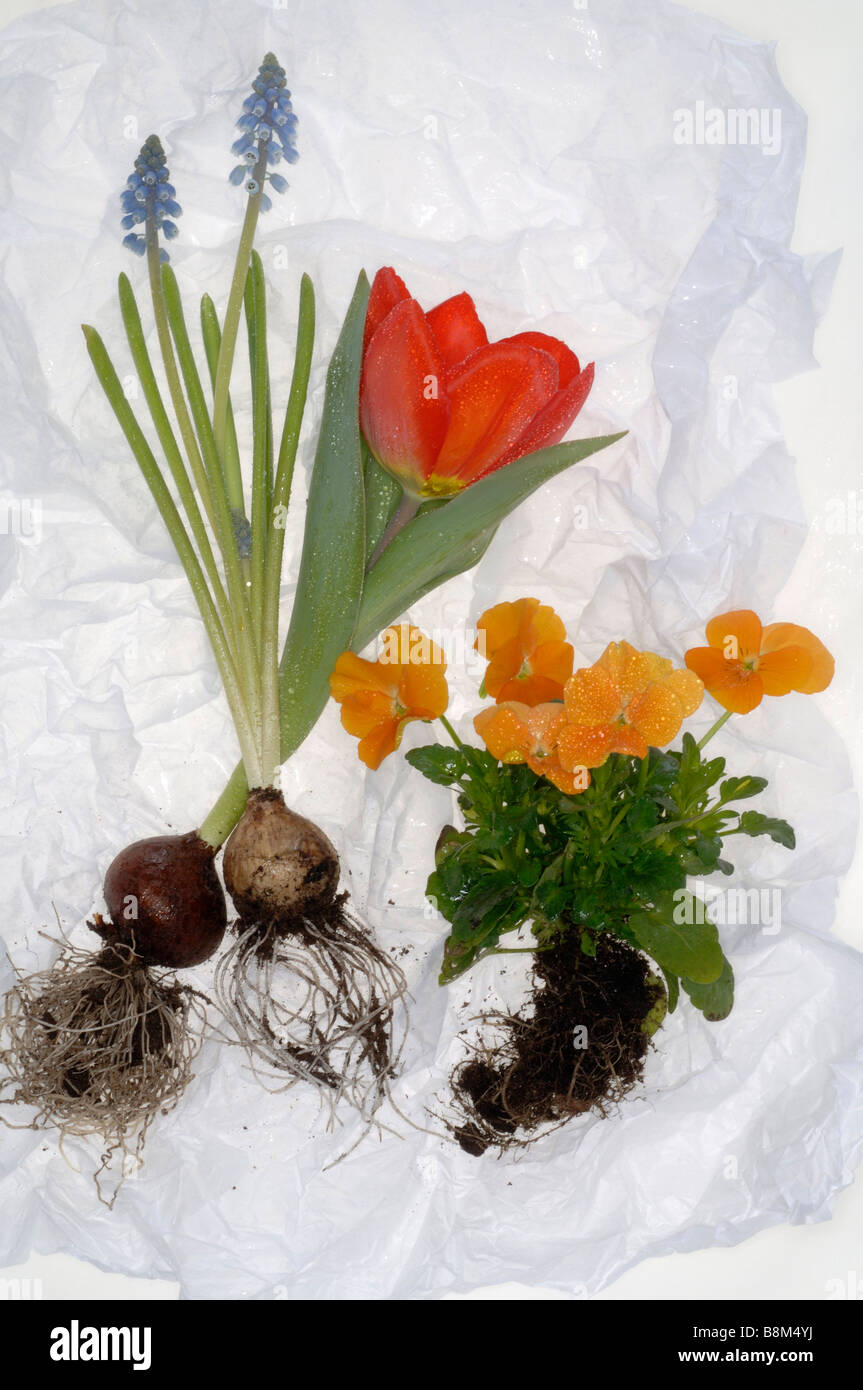 spring flowers with roots Stock Photo - Alamy