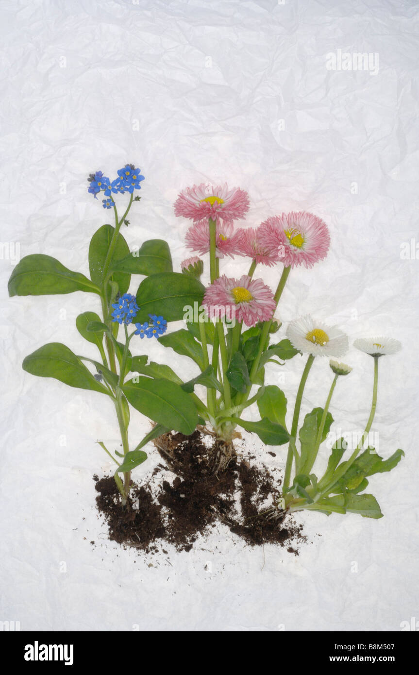 springtime flowers with roots Stock Photo - Alamy