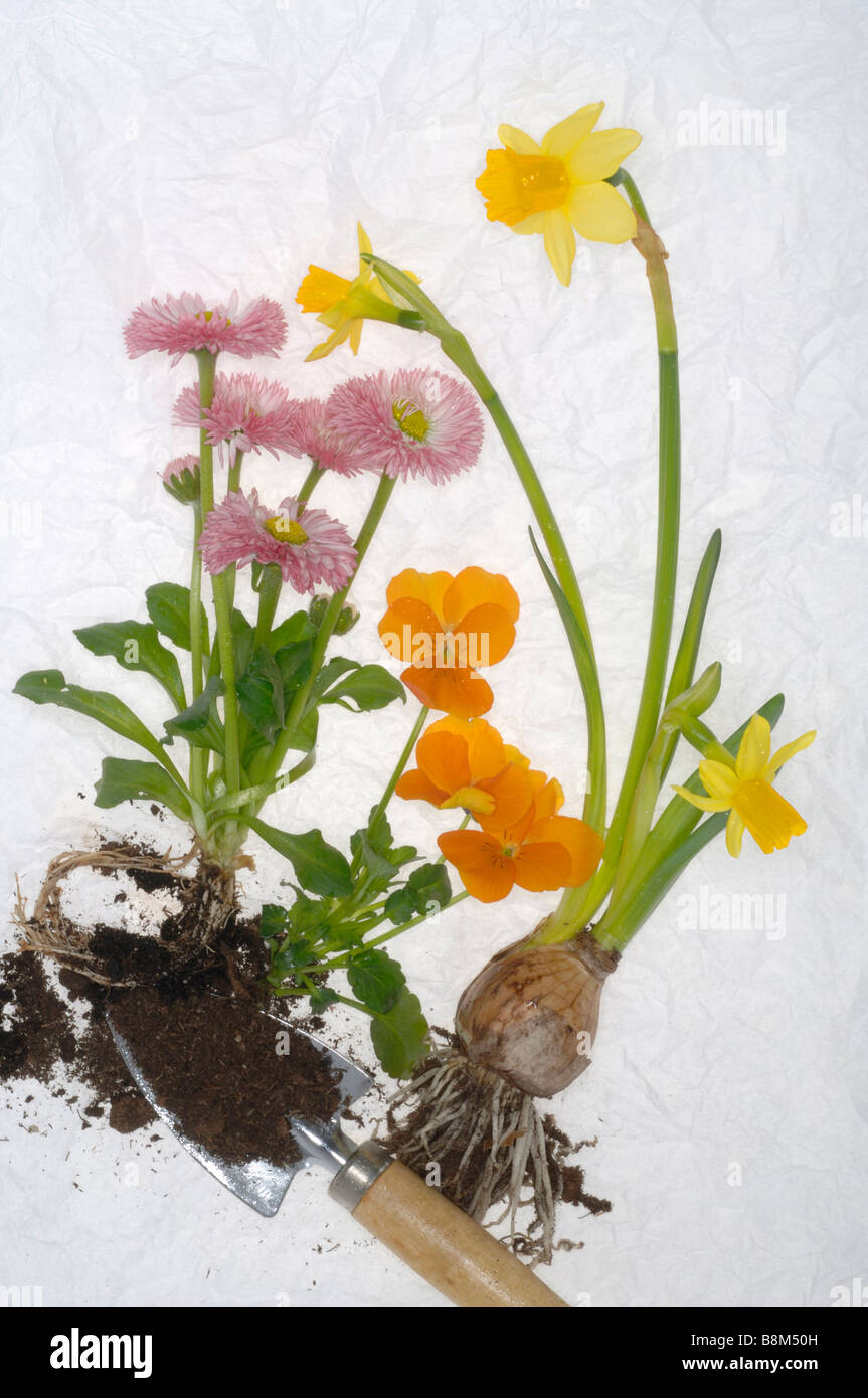 springtime flowers with roots Stock Photo - Alamy