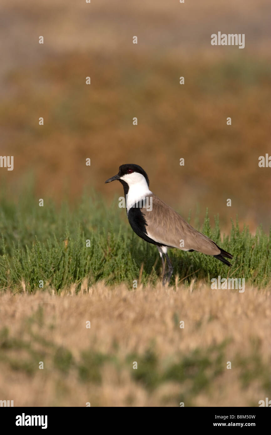 Spur-winged Plover Hoplopterus spinosus Stock Photo - Alamy