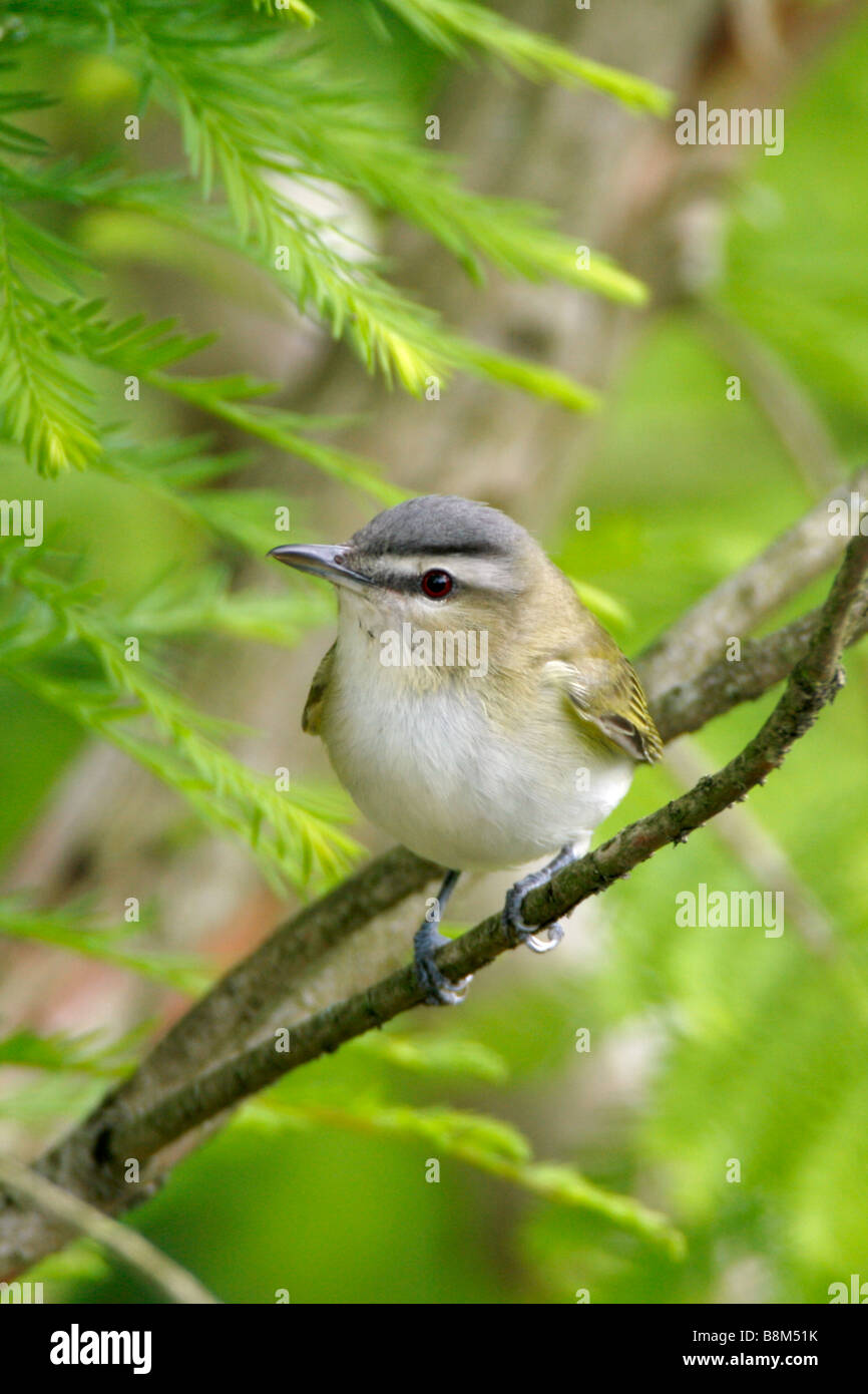 North american vireos hi-res stock photography and images - Alamy