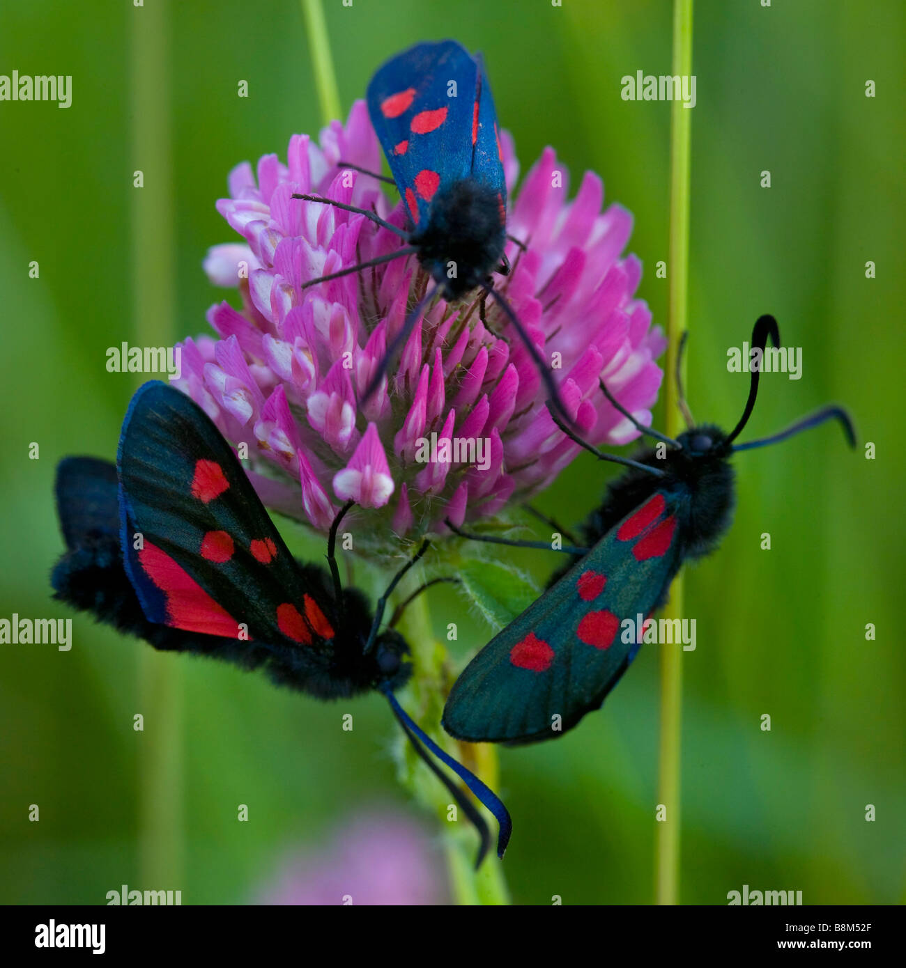 Macro image of three Burnett moths on flowering clover Stock Photo - Alamy