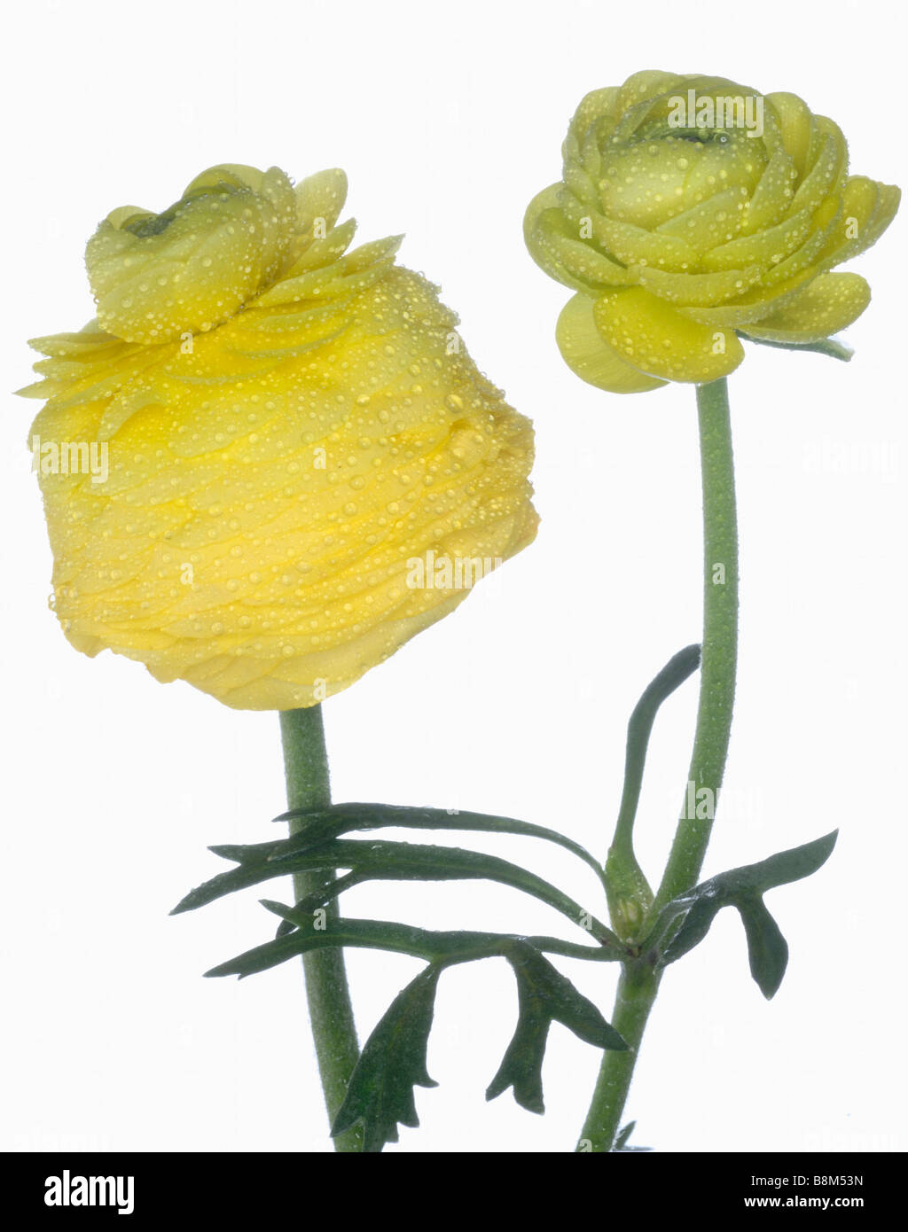 Plant buttercups Cut Out Stock Images & Pictures - Alamy