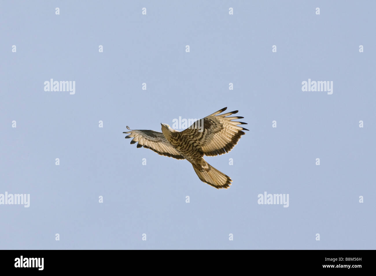 Buzzard underwing hi-res stock photography and images - Alamy