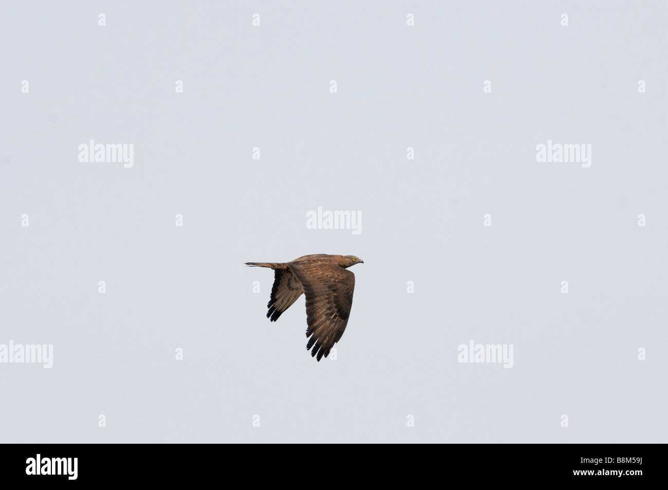 Buzzard underwing hi-res stock photography and images - Alamy