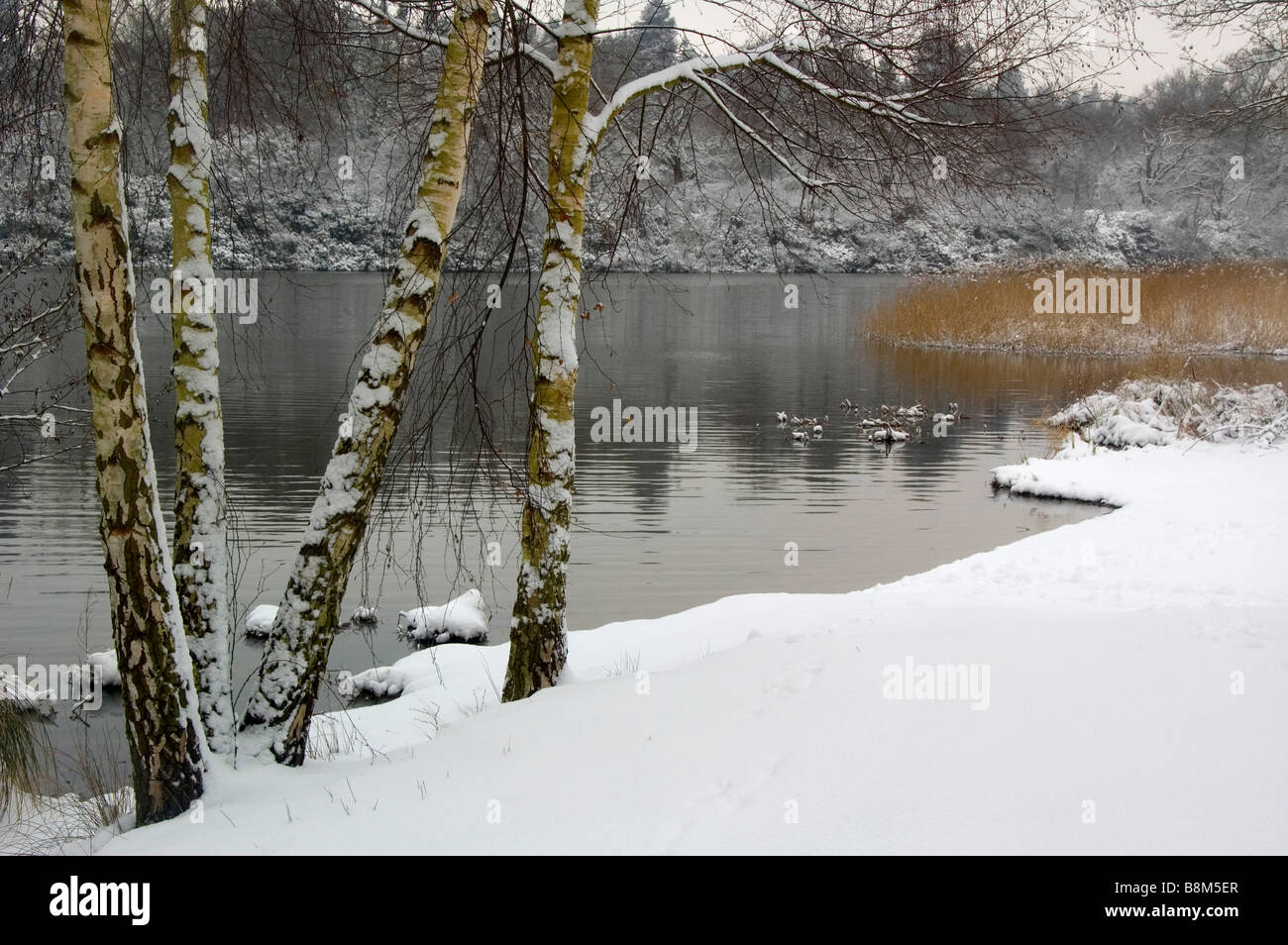 Virginia Water Lake Virginia Water Surrey England UK Stock Photo - Alamy