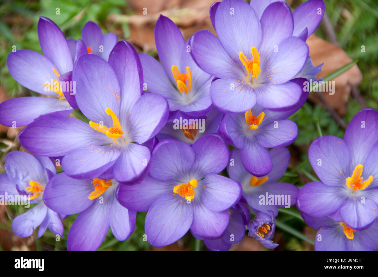 Blue crocus hi-res stock photography and images - Alamy