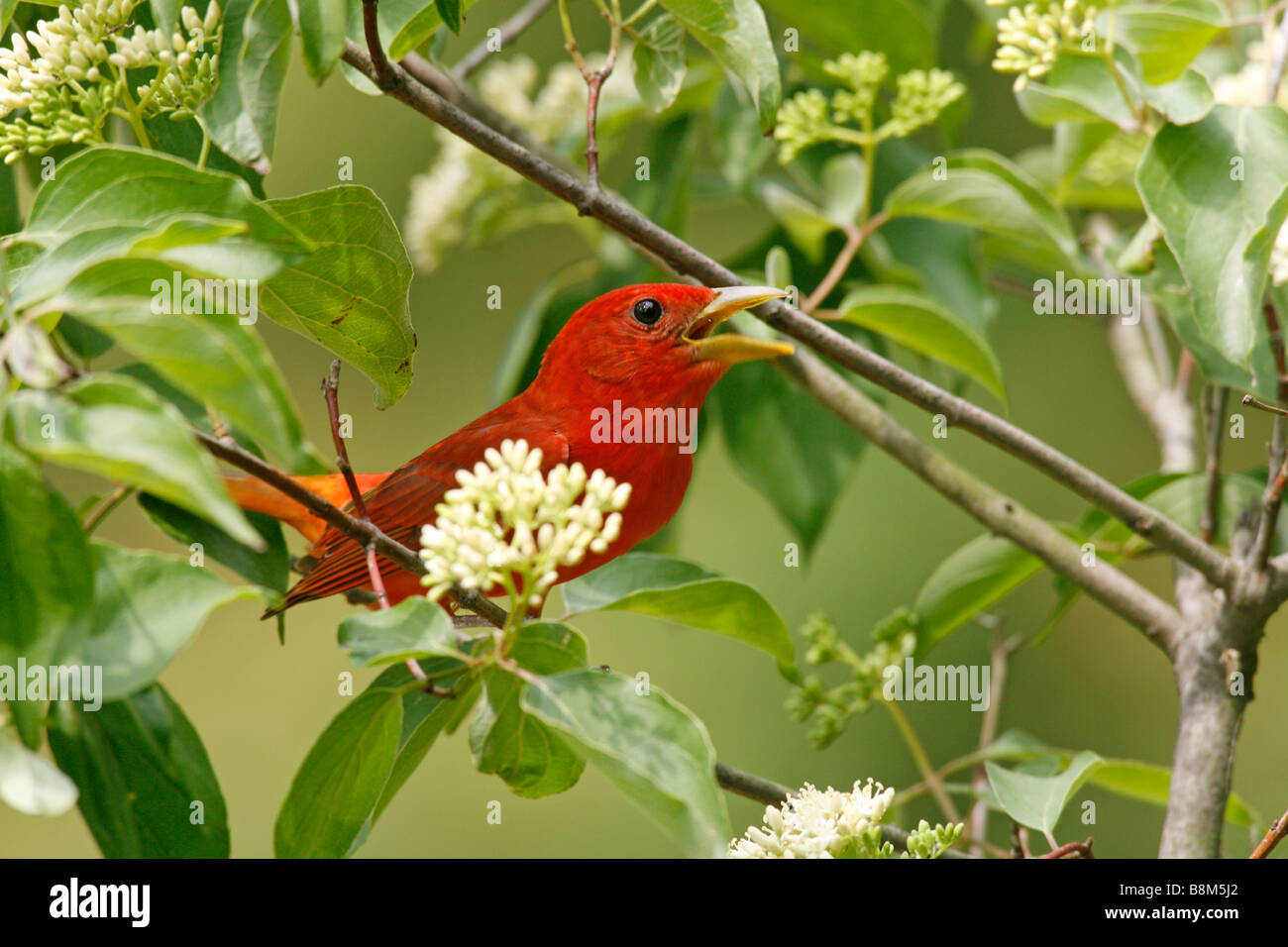 Summer tanager hi-res stock photography and images - Alamy