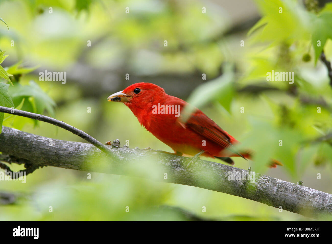 Insect eating bird hi-res stock photography and images - Alamy