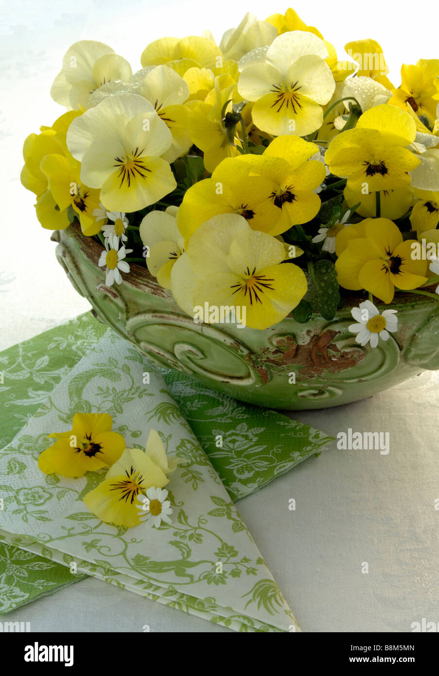 Yellow violas hi-res stock photography and images - Alamy