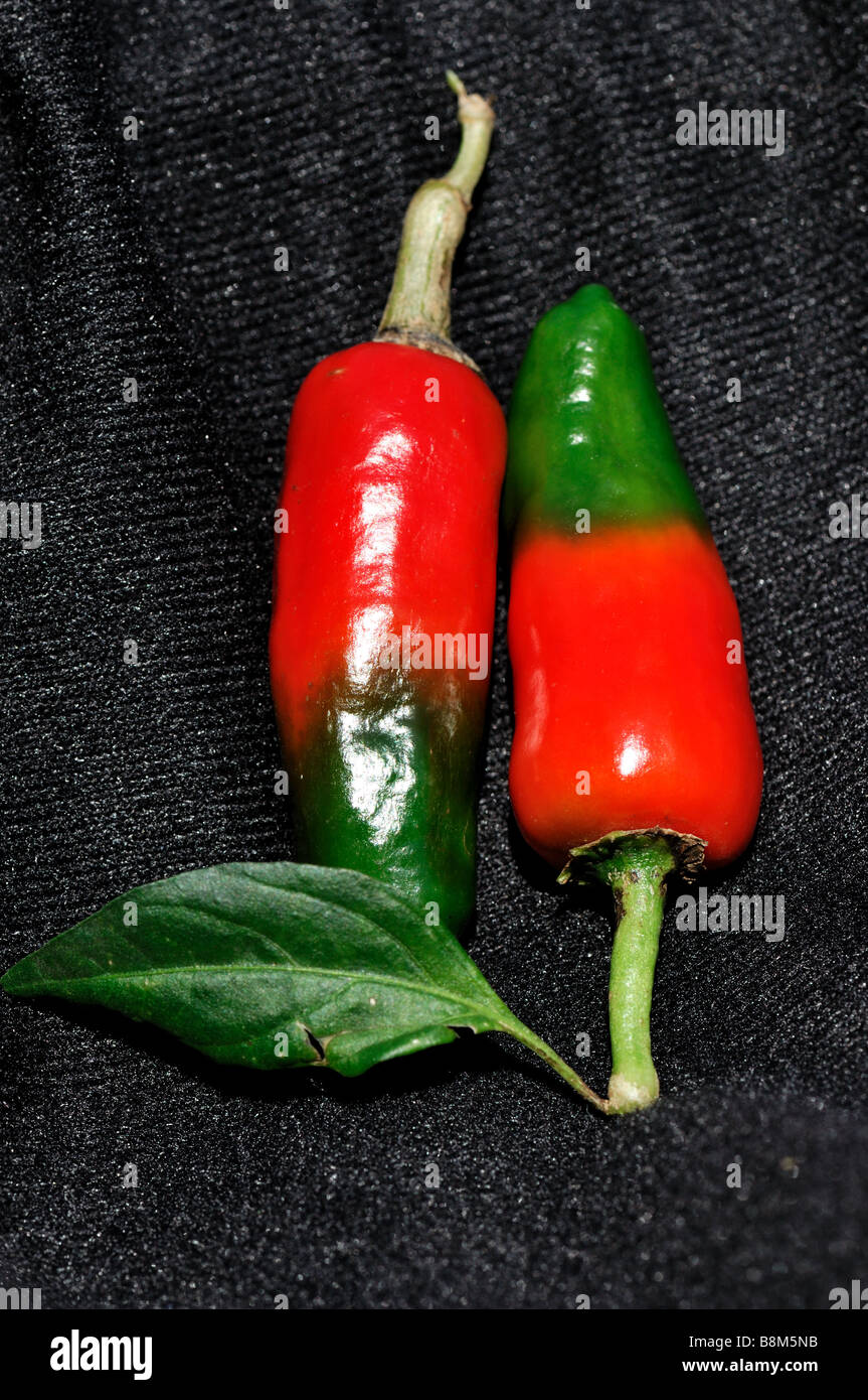 Two chili peppers hi-res stock photography and images - Alamy