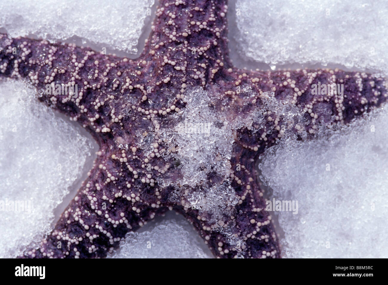 Frozen star fish hi-res stock photography and images - Alamy