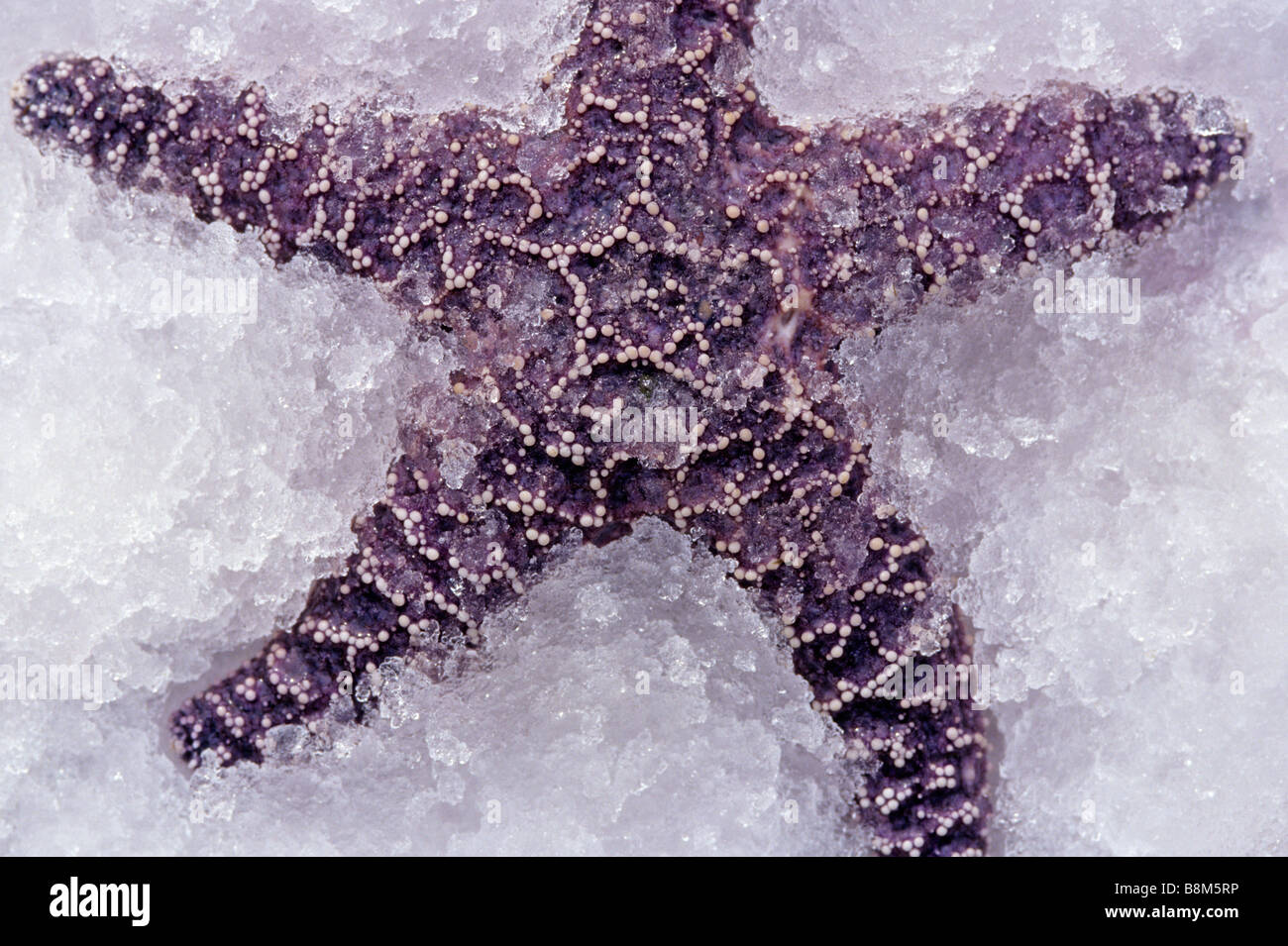 Frozen star fish hi-res stock photography and images - Alamy