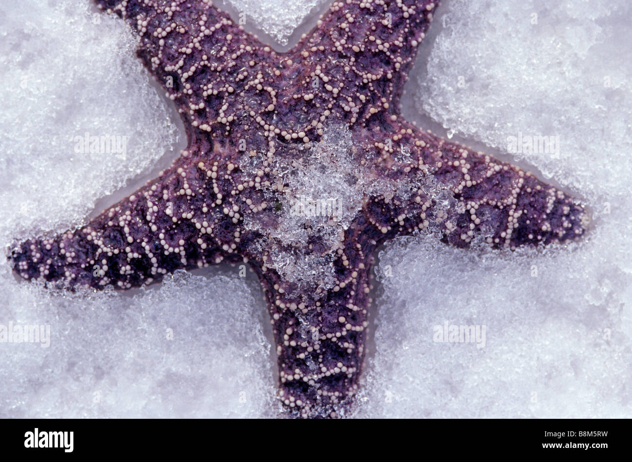 Starfish lying on icy snow Stock Photo - Alamy