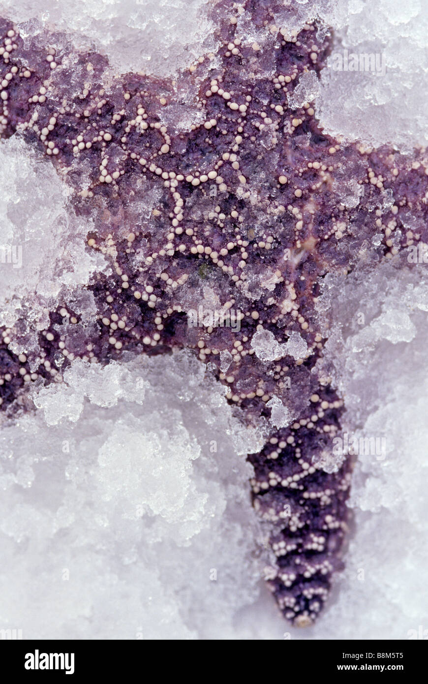 Starfish lying on icy snow Stock Photo - Alamy