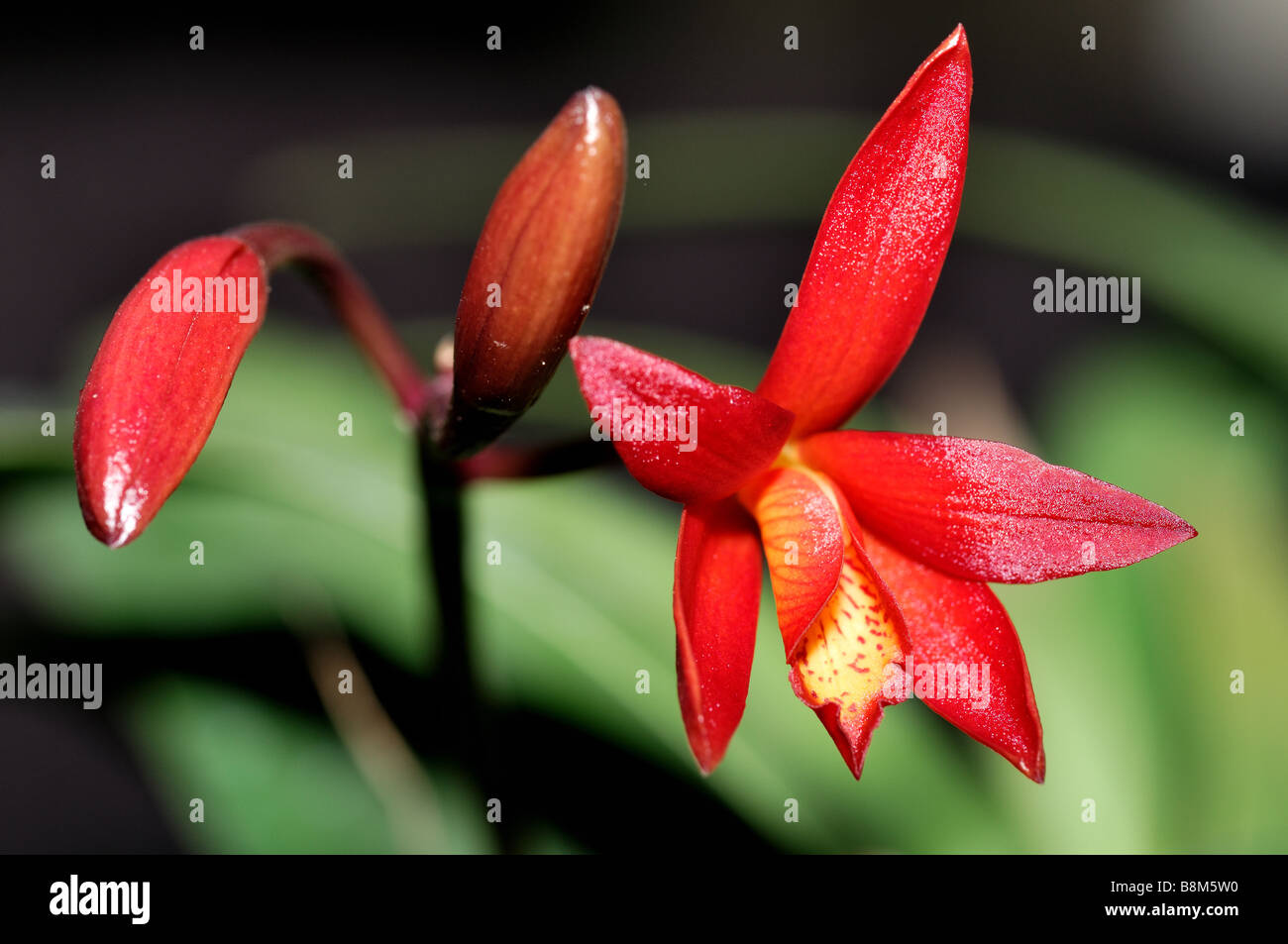 Micro orchids hi-res stock photography and images - Alamy
