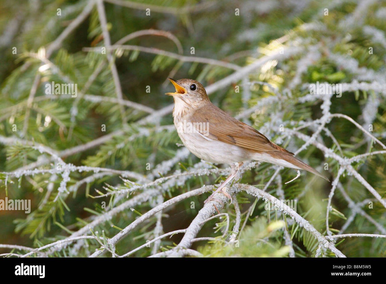 Singing veery hi-res stock photography and images - Alamy