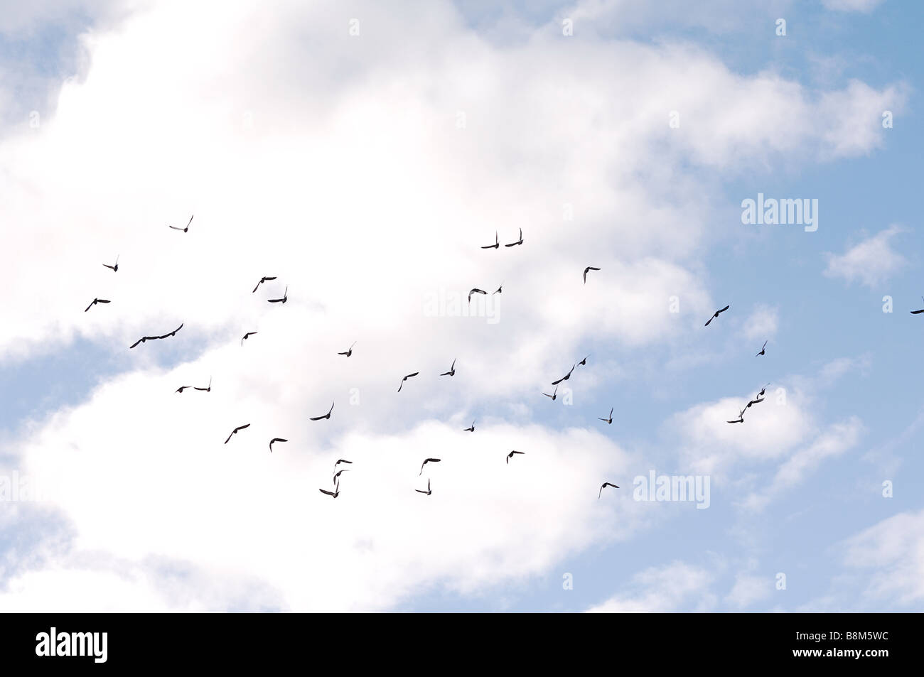 Flock of pidgeons hi-res stock photography and images - Alamy