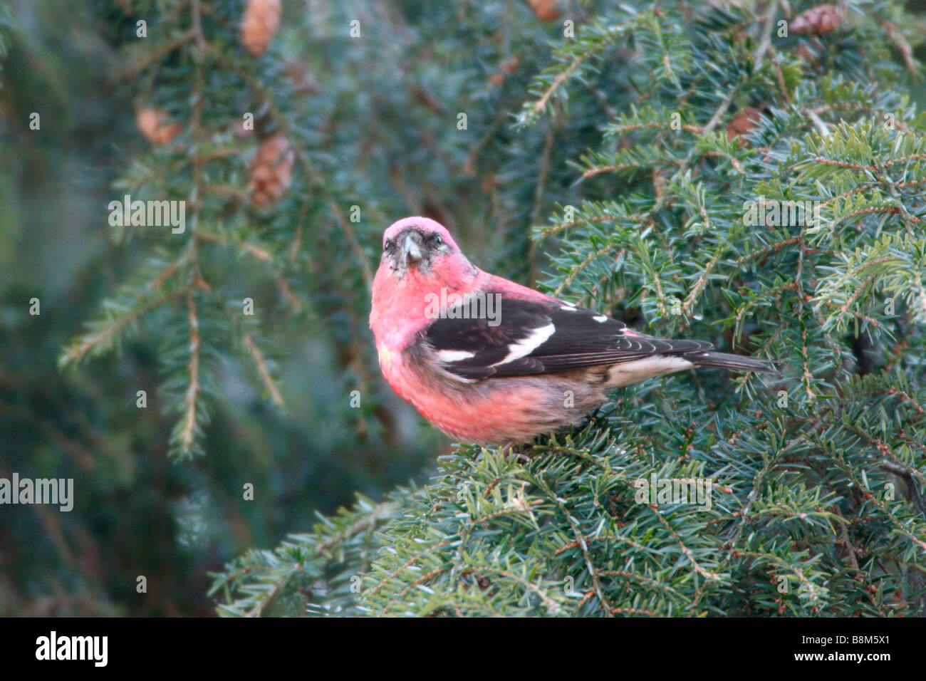 Two american crossbills hi-res stock photography and images - Alamy