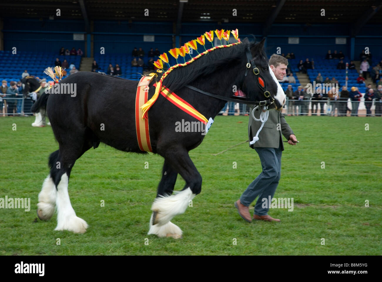 Shire horse show at peterborough hi-res stock photography and images ...