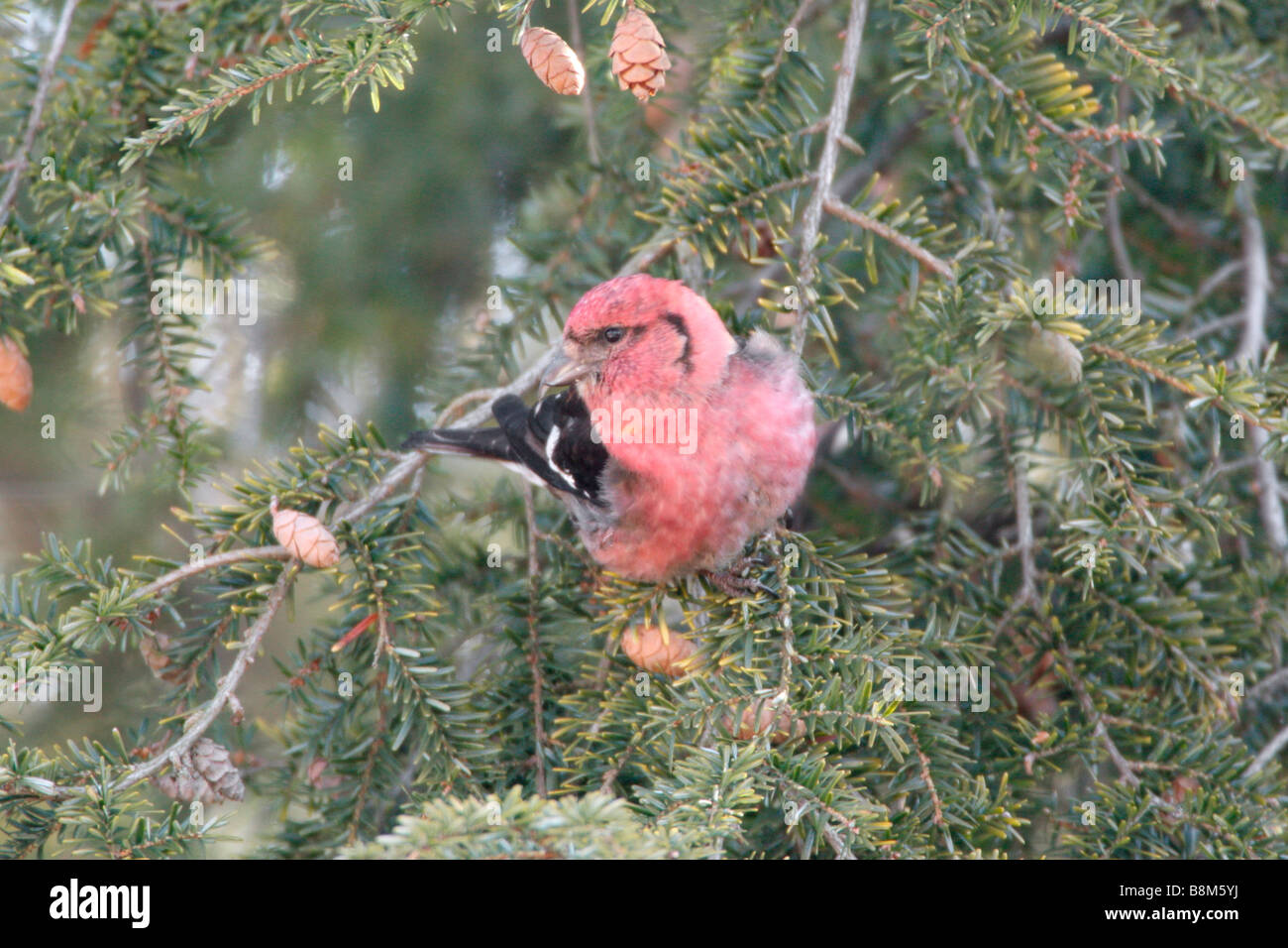 Two barred crossbill hi-res stock photography and images - Alamy