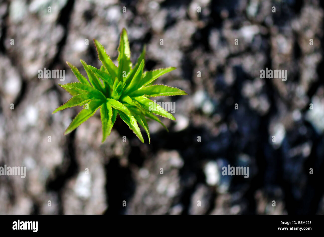 New leaves growing out of a tree trunk Stock Photo - Alamy