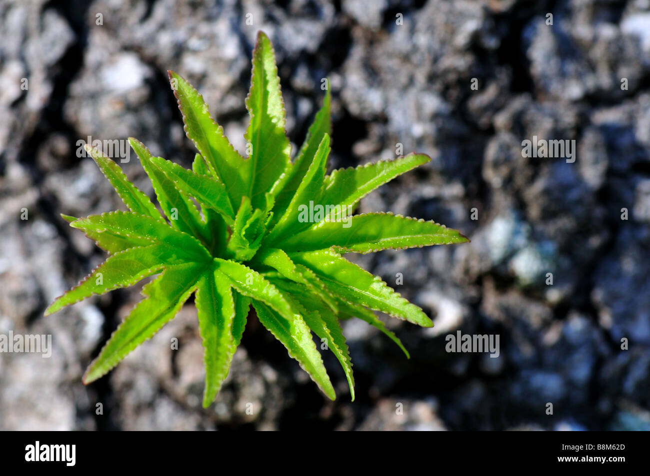 New leaves growing out of a tree trunk Stock Photo - Alamy