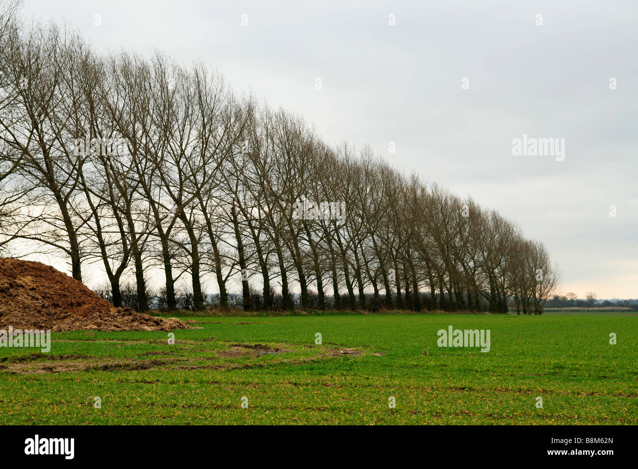 A row of trees in a field, which way does the prevailing wind blow ...