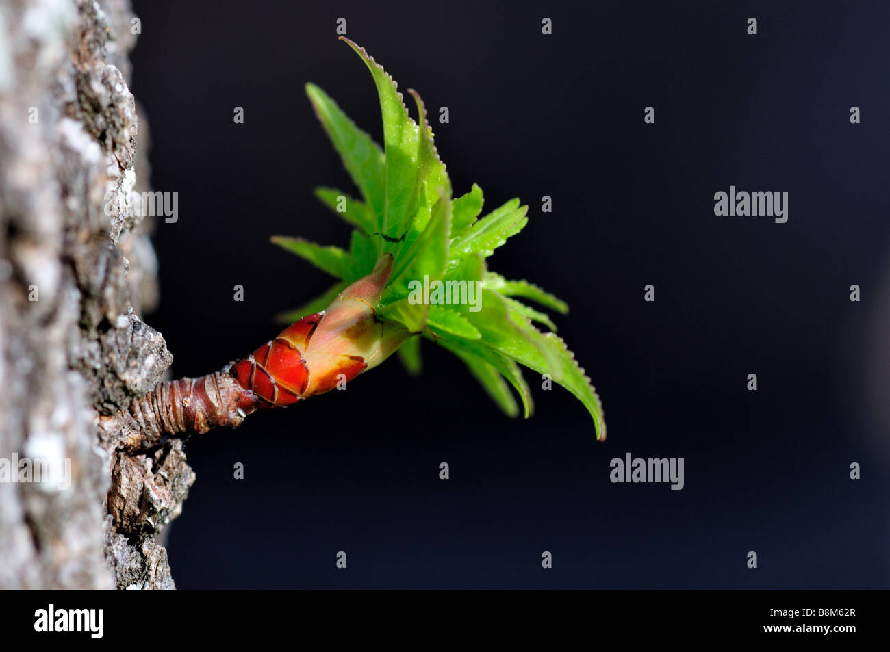 New leaves growing out of a tree trunk Stock Photo - Alamy